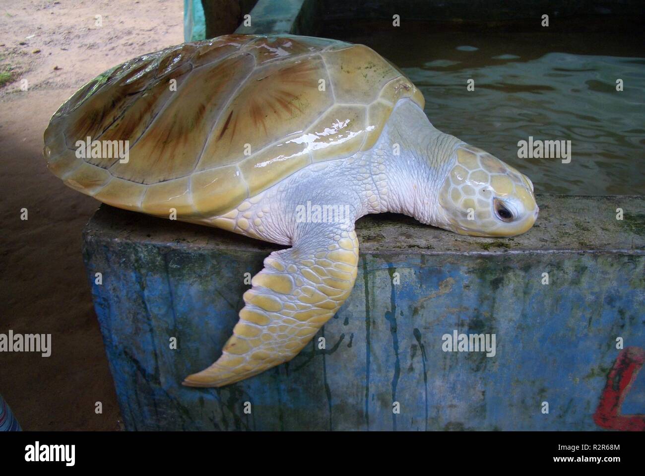 Albino turtle hi-res stock photography and images - Alamy