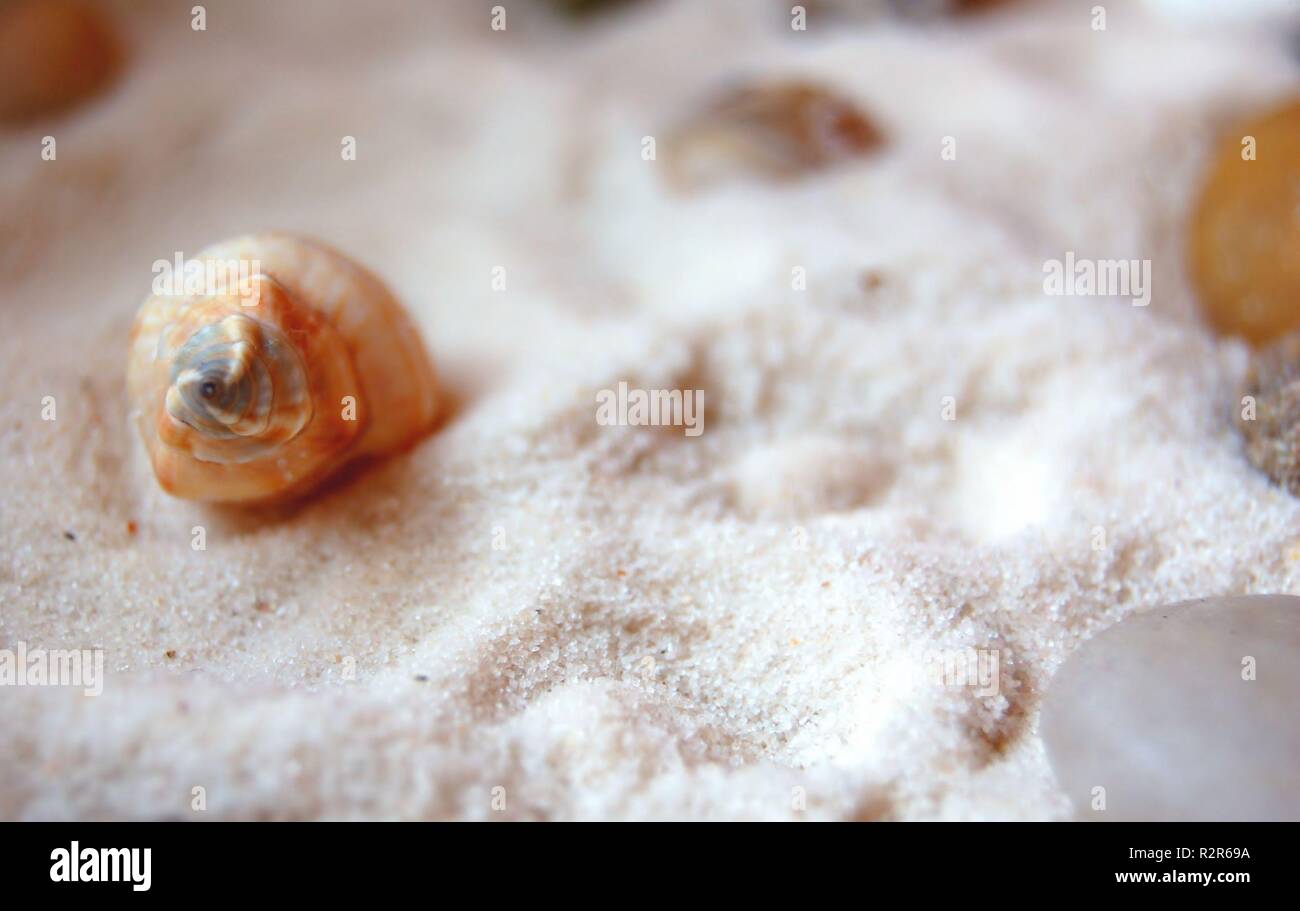 Muschelhaus hi-res stock photography and images - Alamy