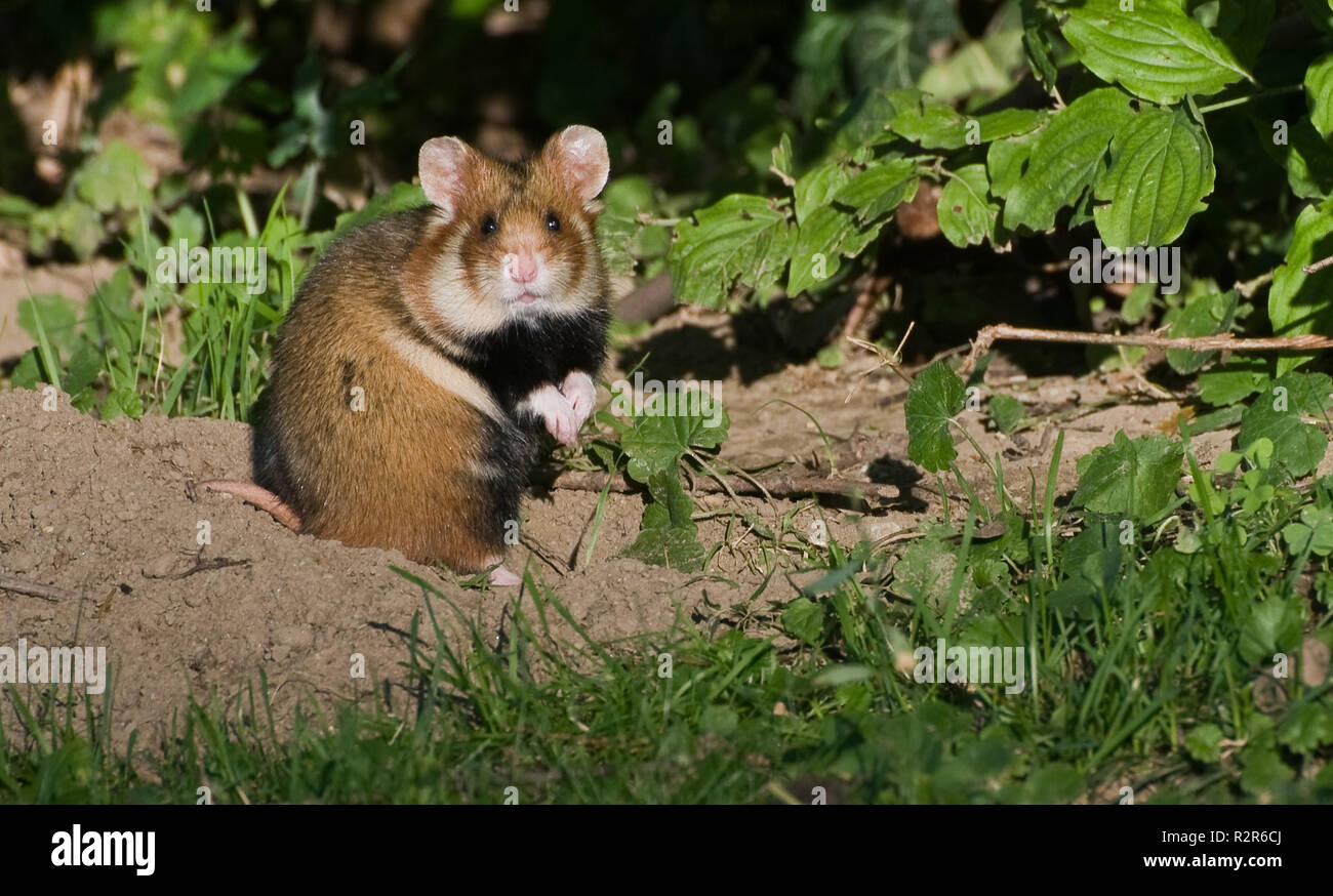 Feldhamster hi-res stock photography and images - Alamy
