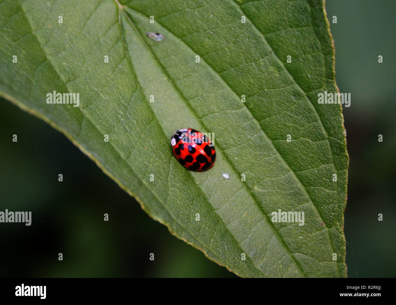 Ladybug at rest hi-res stock photography and images - Alamy