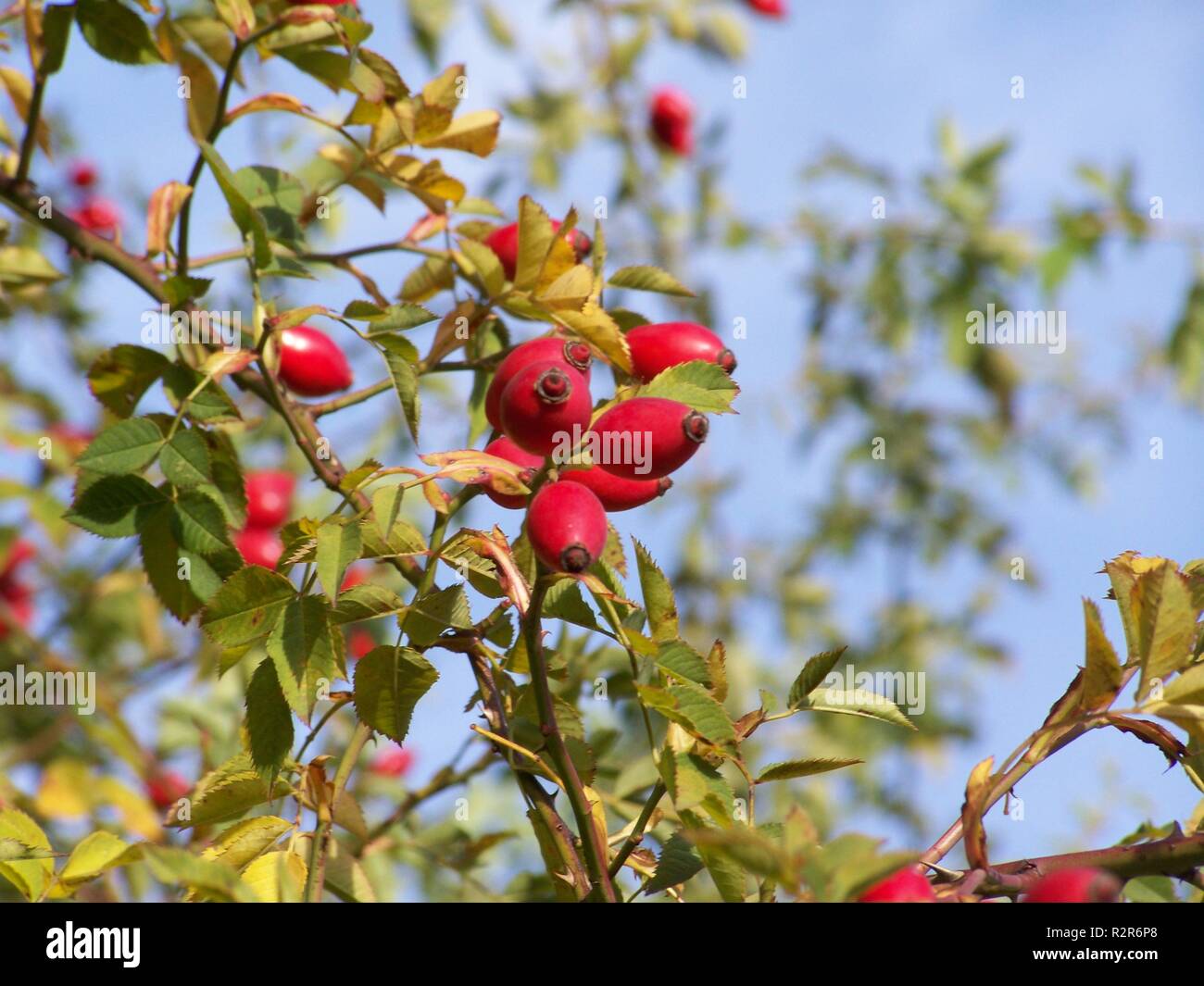 Hagerose hi-res stock photography and images - Alamy