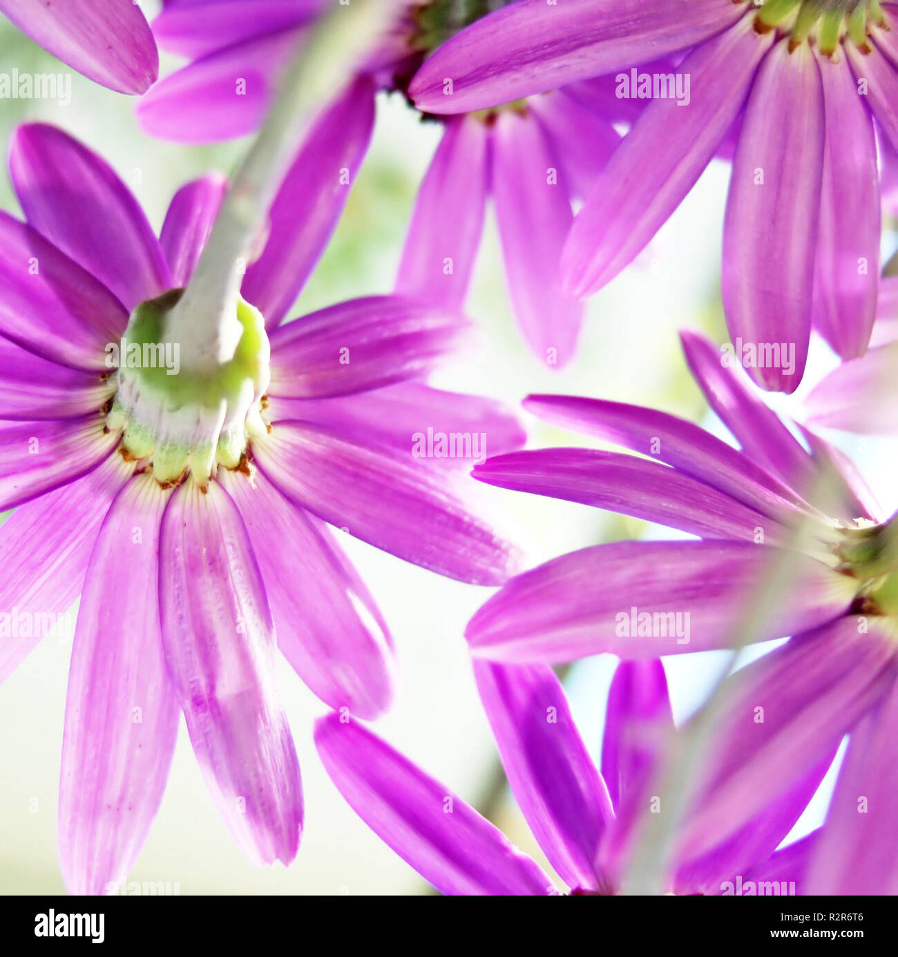 Violet senetti hi-res stock photography and images - Alamy