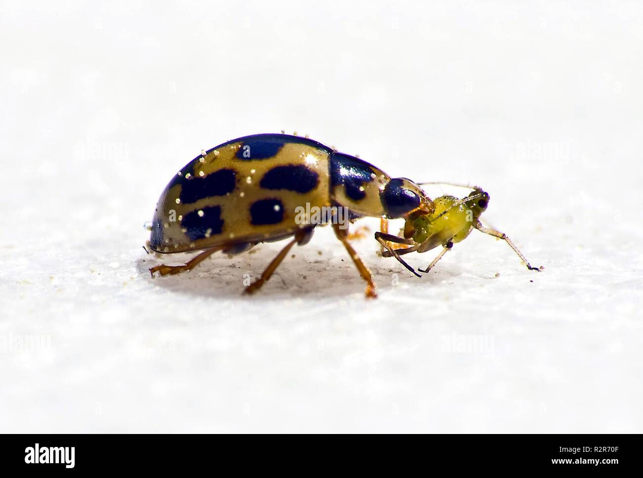 ladybug as predator Stock Photo - Alamy