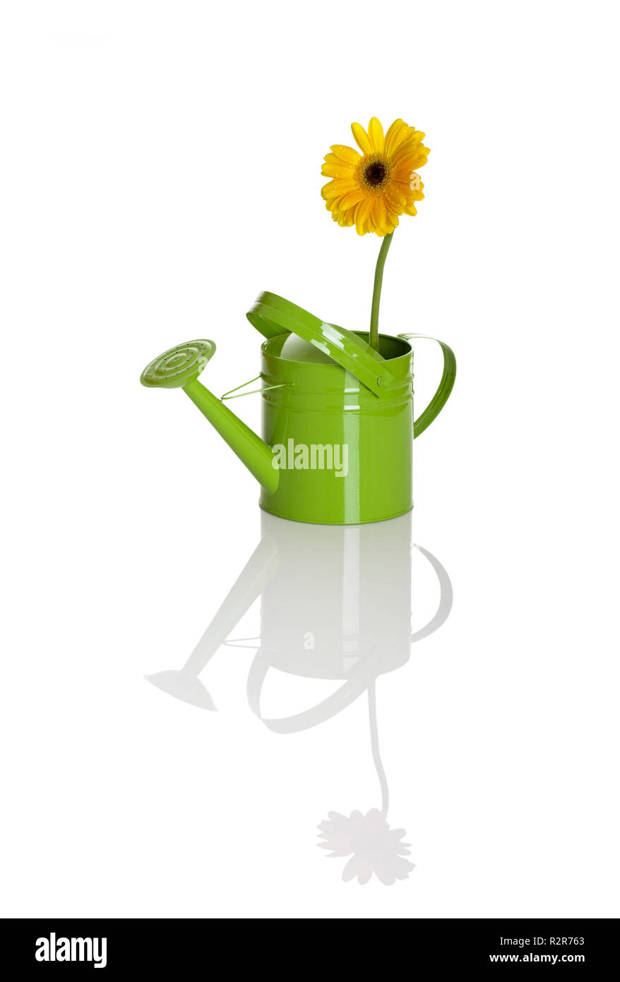 Spring flowers growing simple Cut Out Stock Images & Pictures - Alamy