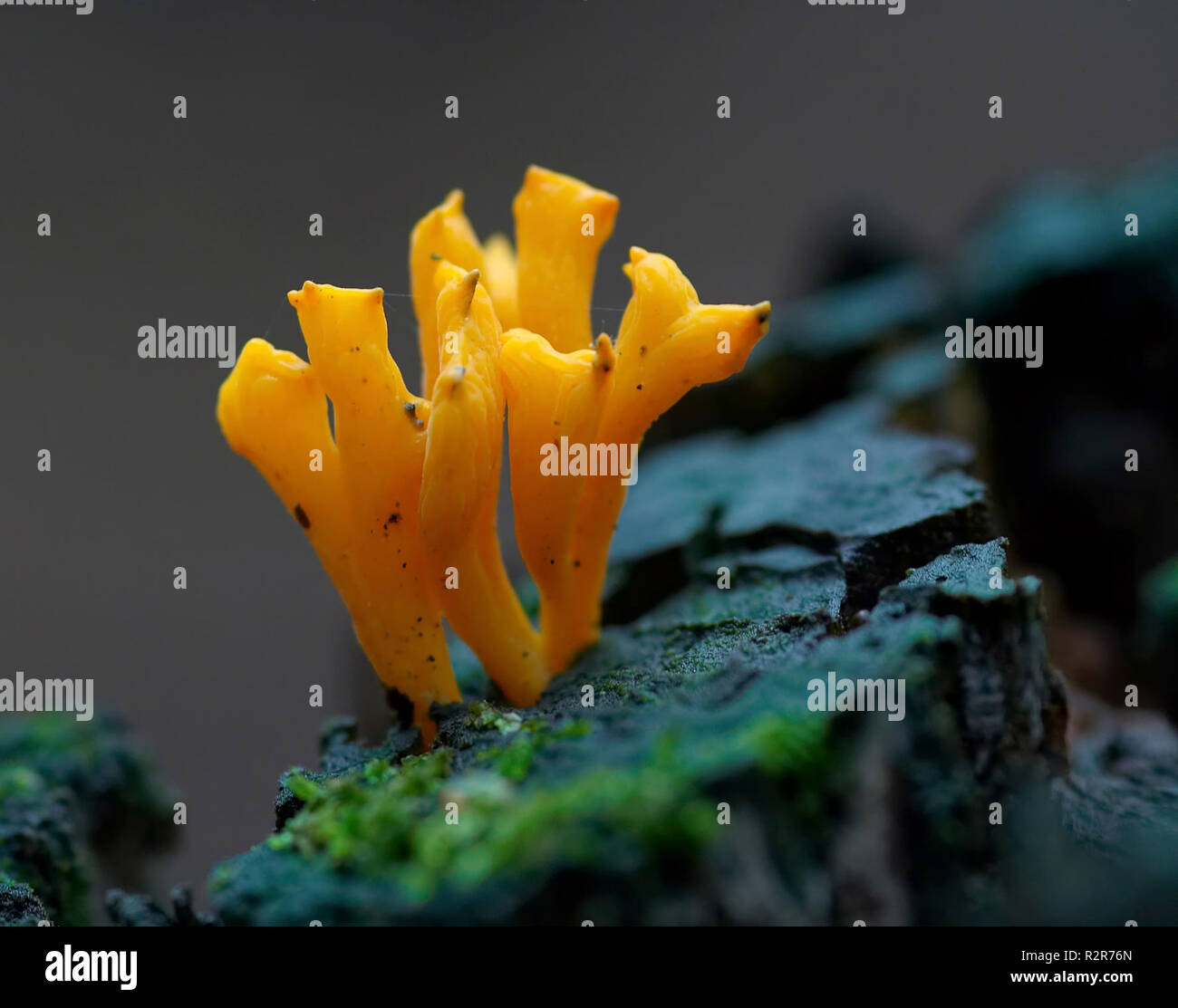 Poriferan hi-res stock photography and images - Alamy