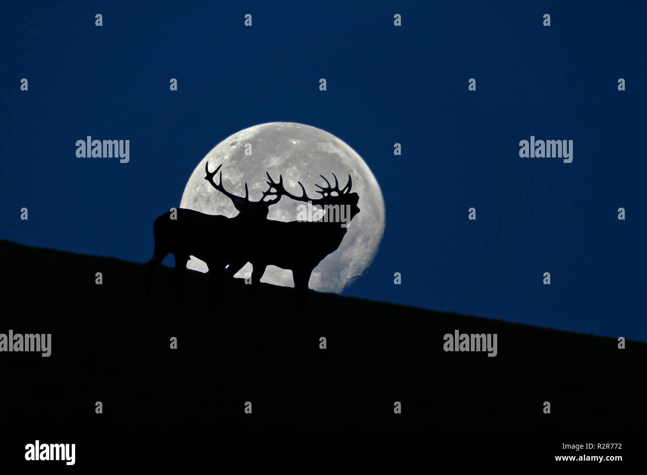 Stag moon hi-res stock photography and images - Alamy