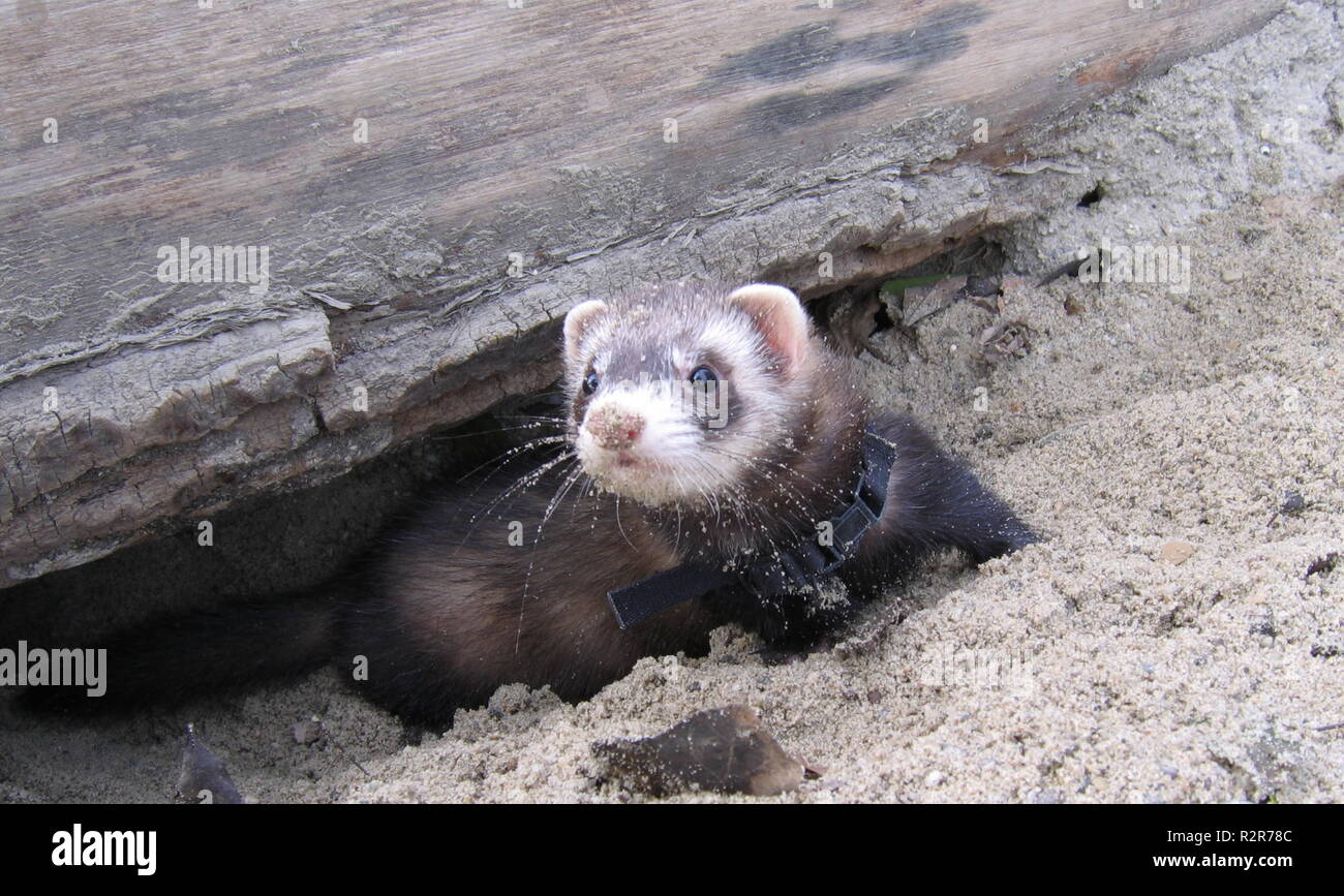 Polecat ferret hi-res stock photography and images - Alamy
