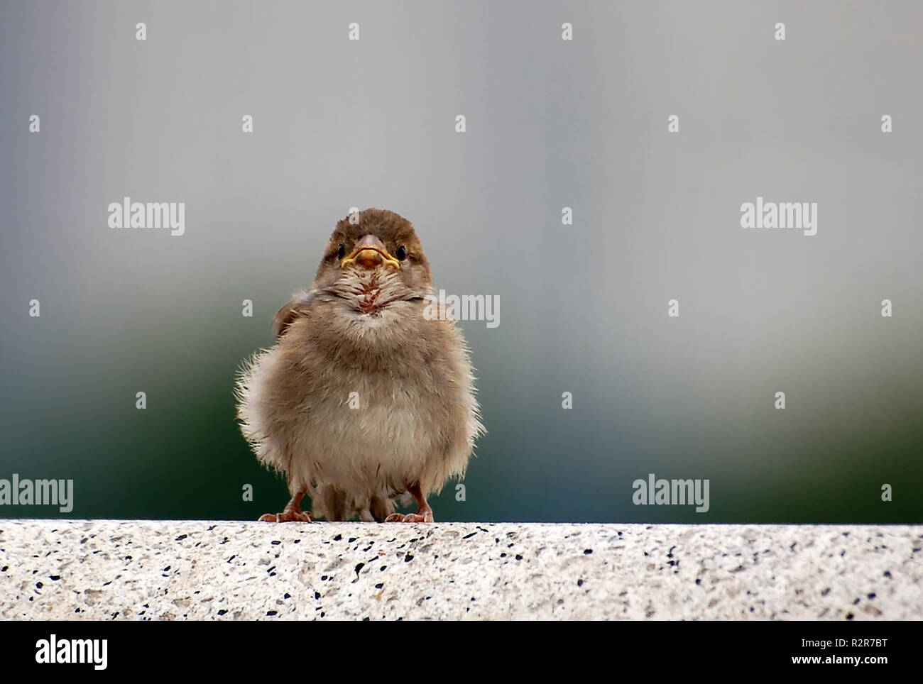 Baby mockingbird hi-res stock photography and images - Alamy
