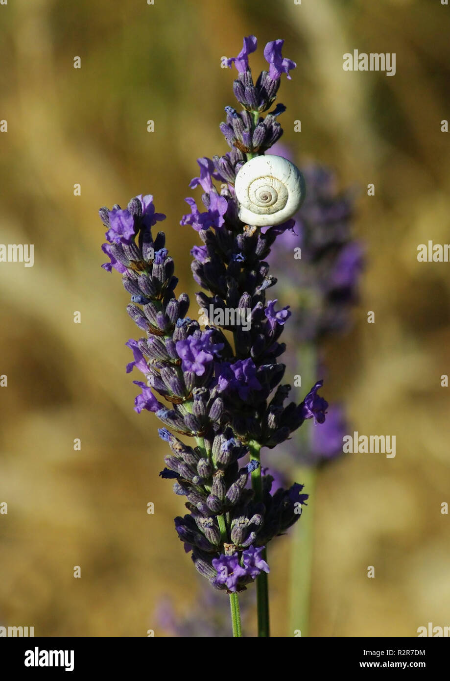 lavender and snail Stock Photo - Alamy