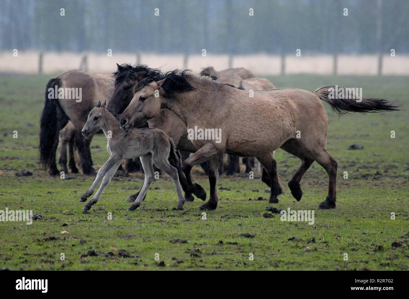 Merfeld hi-res stock photography and images - Alamy