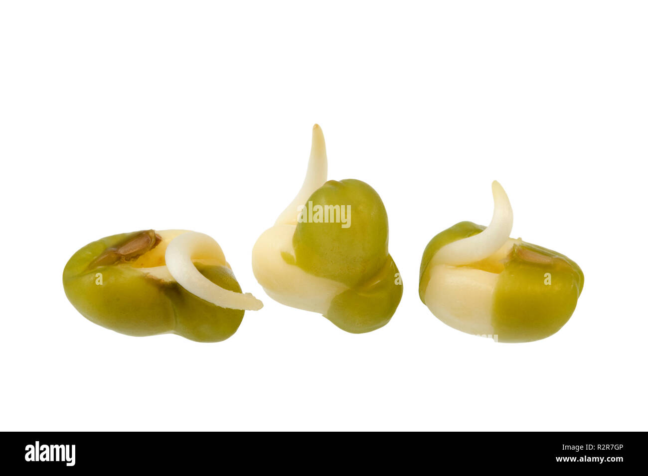Mung bean germinating hi-res stock photography and images - Alamy