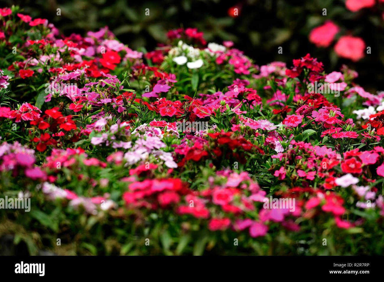 Flowers in munnar kerala hi-res stock photography and images - Alamy