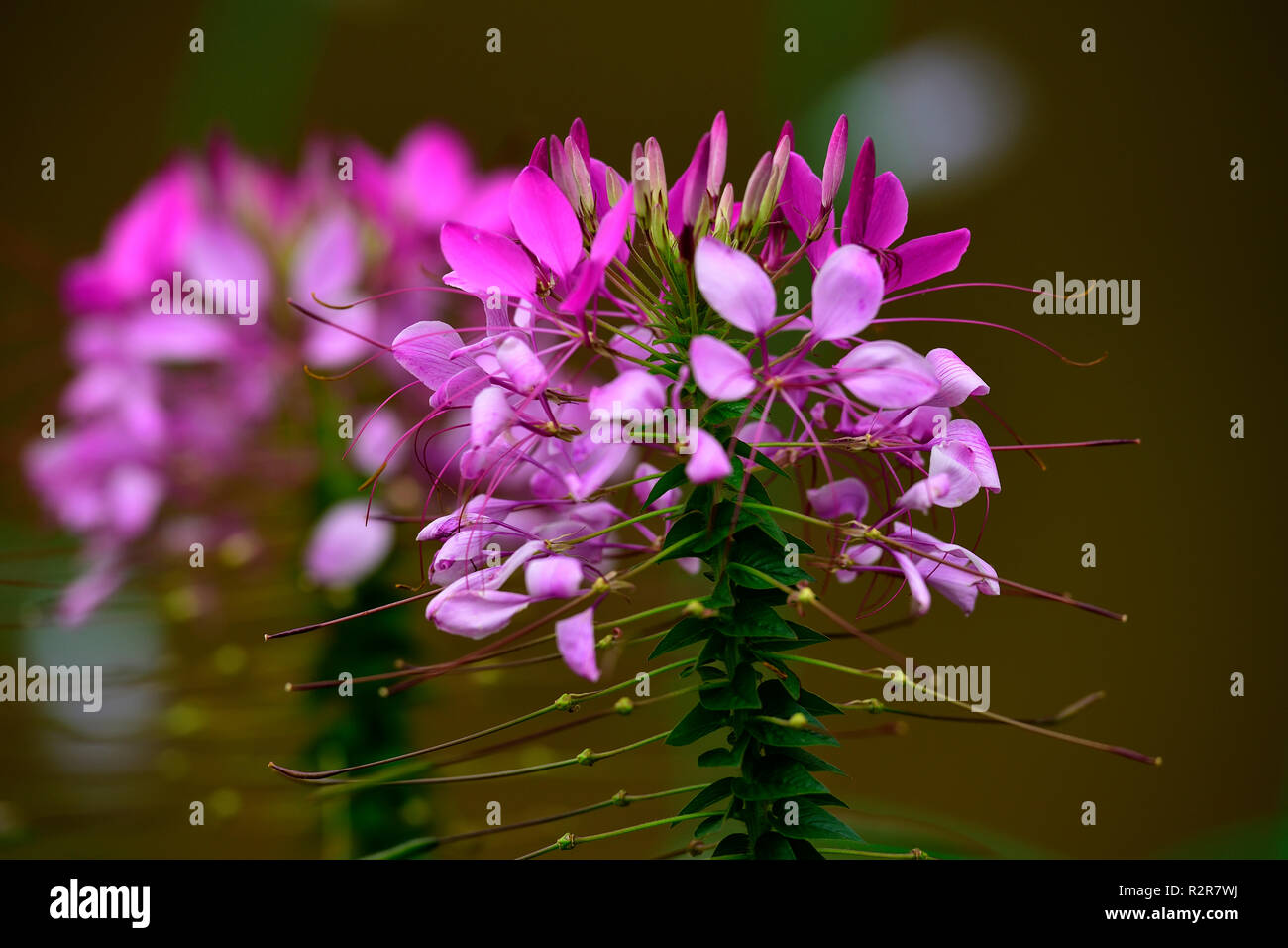 Neelakurinji flowers munnar kerala hi-res stock photography and images ...
