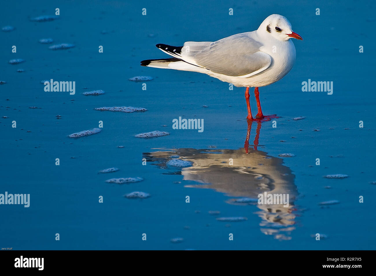 Birds toes hi-res stock photography and images - Alamy
