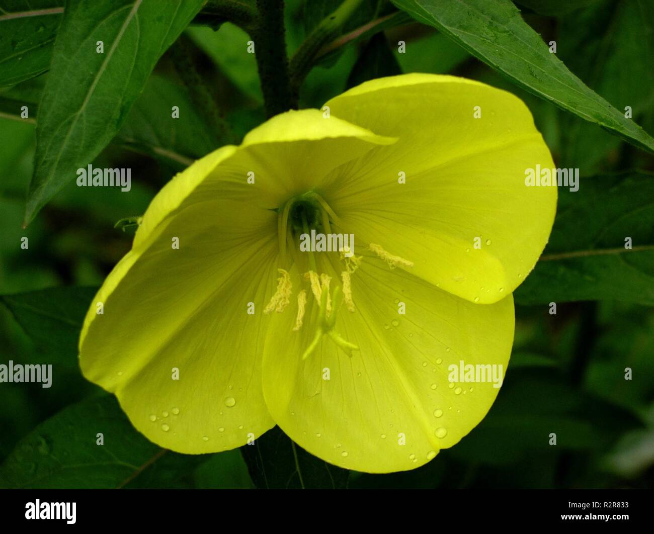 evening primrose flower Stock Photo - Alamy