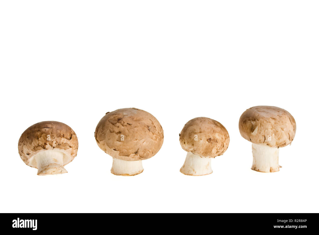 four mushrooms isolated on white Stock Photo - Alamy