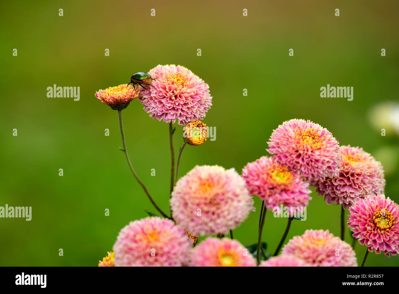 Neelakurinji flowers munnar kerala hi-res stock photography and images ...