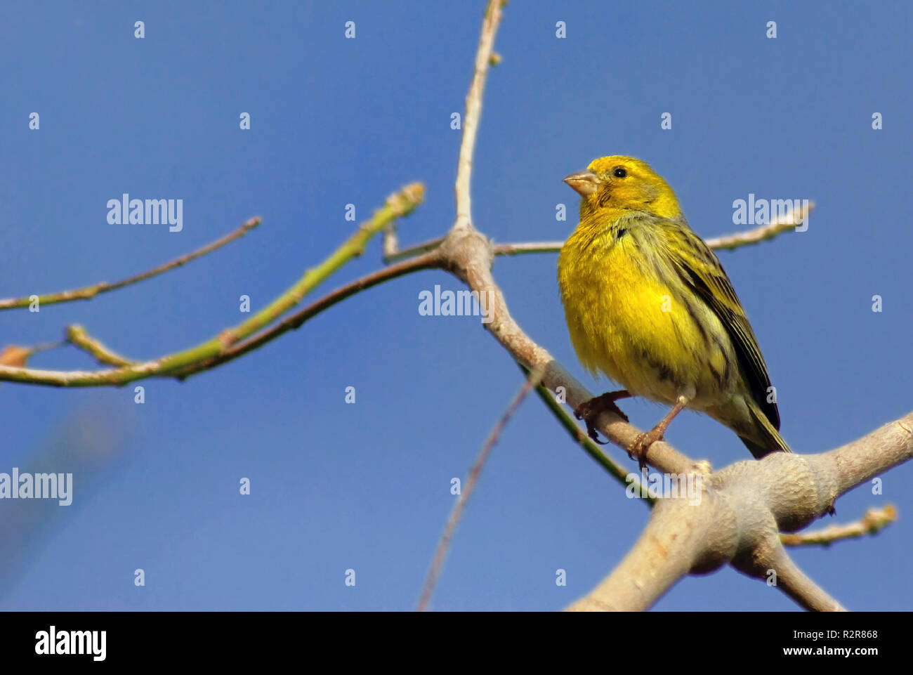 Serinus canaria singing hi-res stock photography and images - Alamy