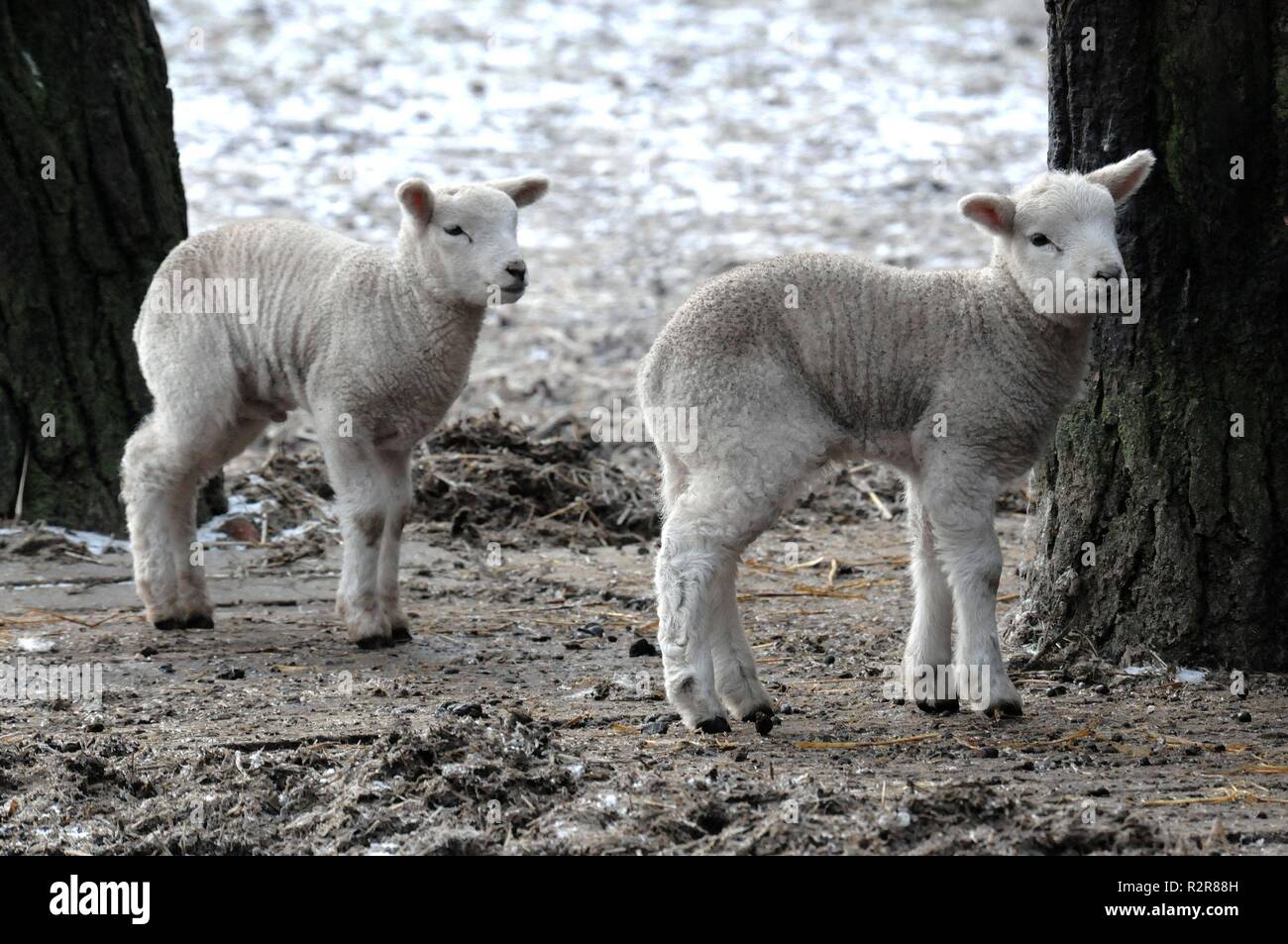 Two lamb hi-res stock photography and images - Alamy