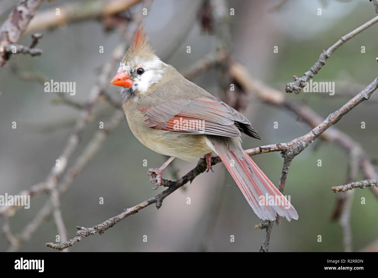 Freak bird hi-res stock photography and images - Alamy