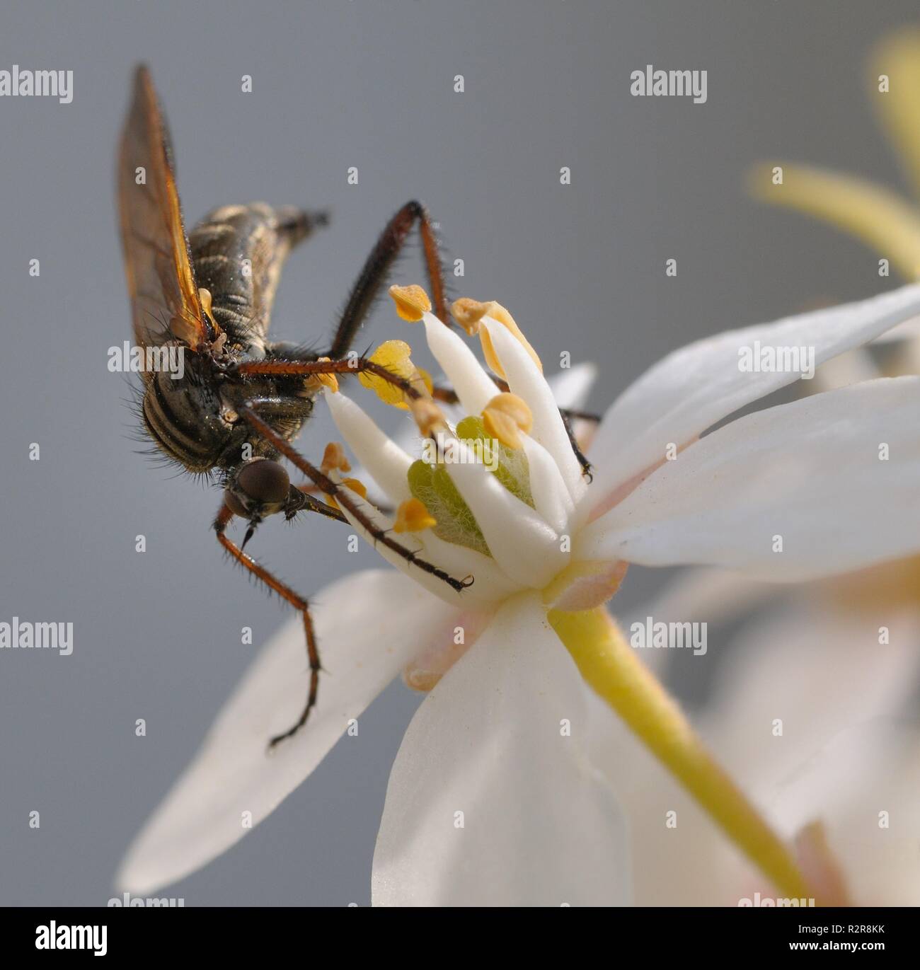 insect in a flower Stock Photo - Alamy