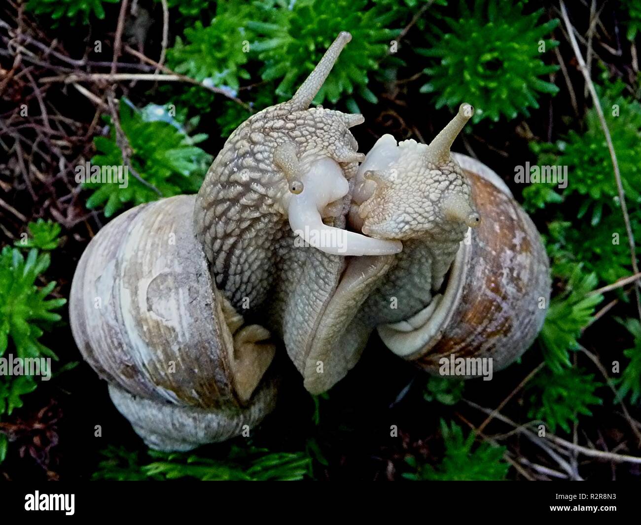 snails in mating Stock Photo - Alamy