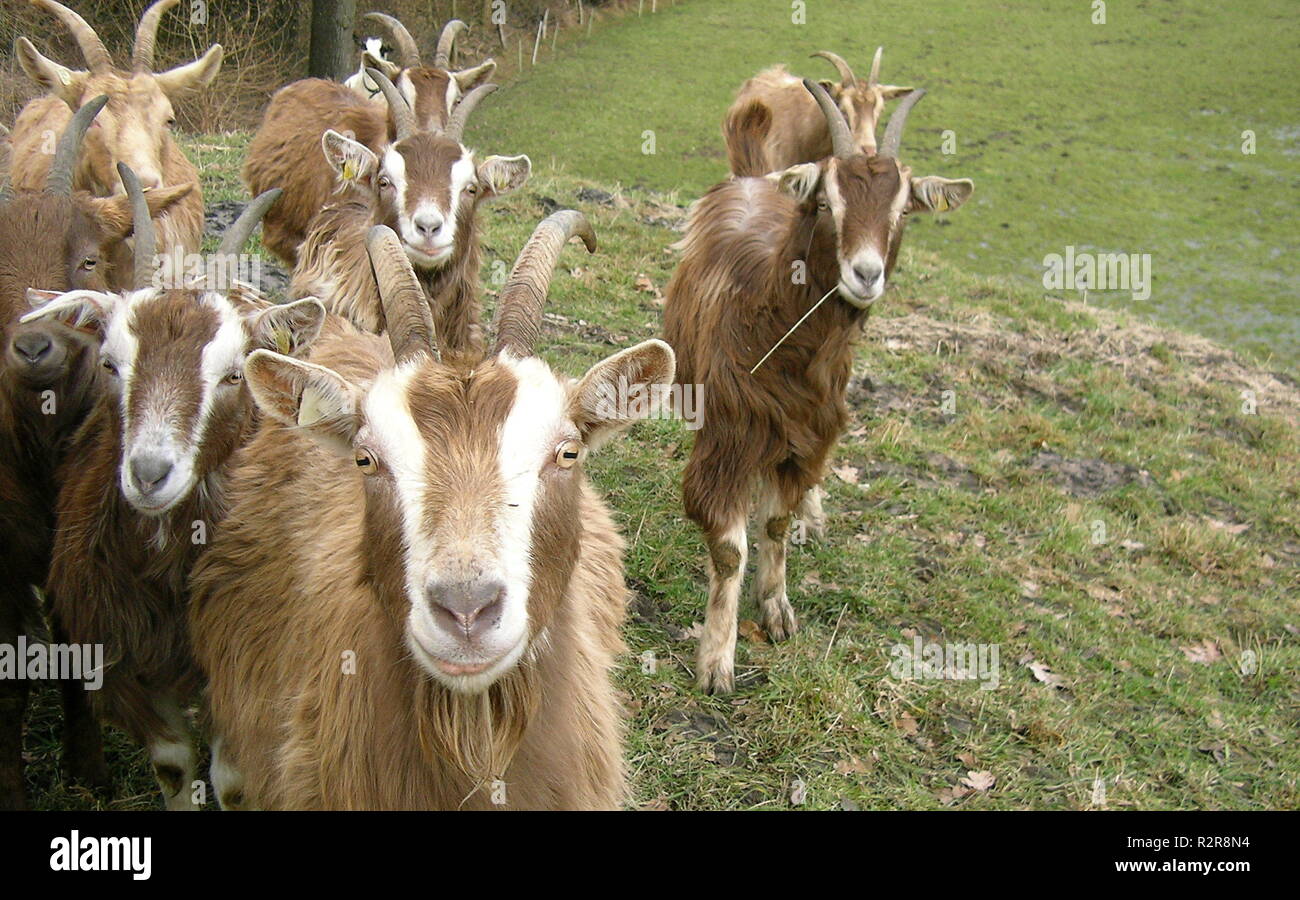 herd of goats Stock Photo - Alamy