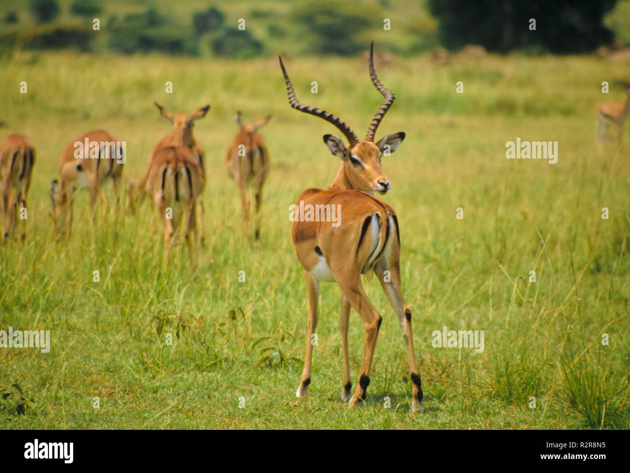 Impala fountain hi-res stock photography and images - Alamy
