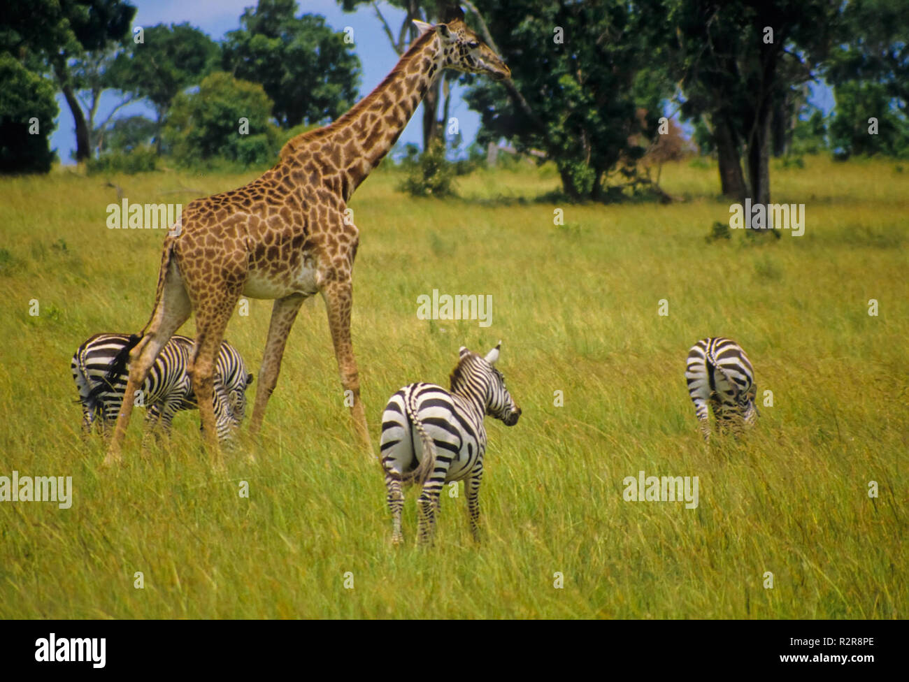Savannah animal hi-res stock photography and images - Alamy