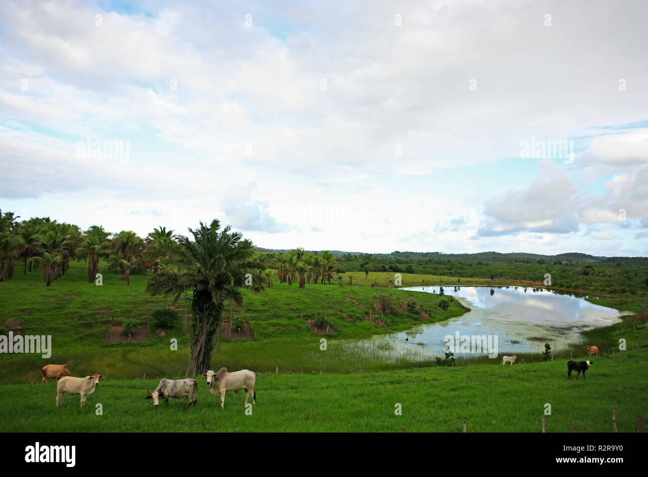 Brazil plantation cattle hi-res stock photography and images - Alamy