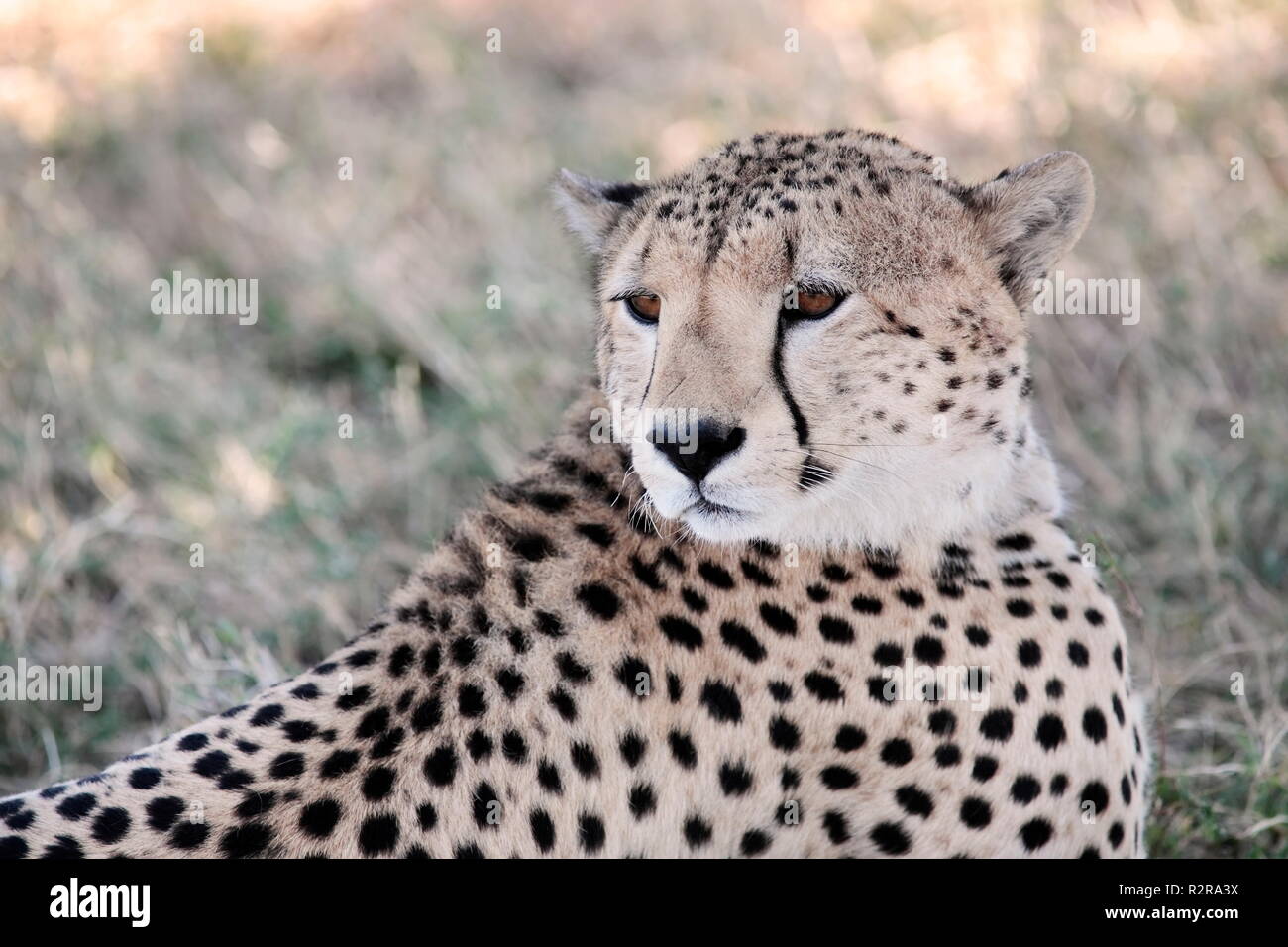 Cheetah headshot hi-res stock photography and images - Alamy