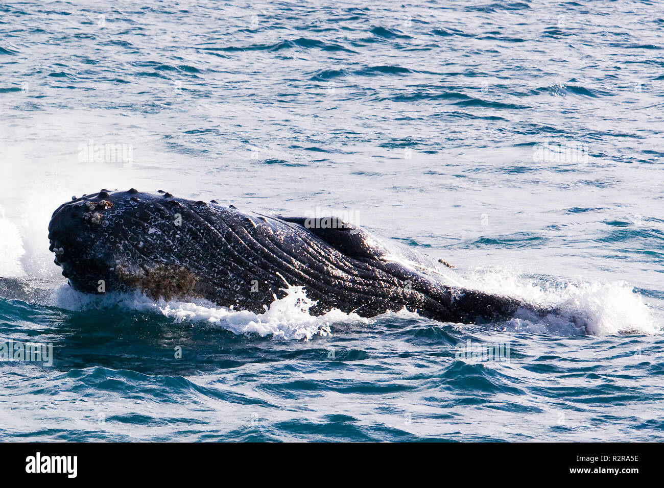 Common whale hi-res stock photography and images - Alamy