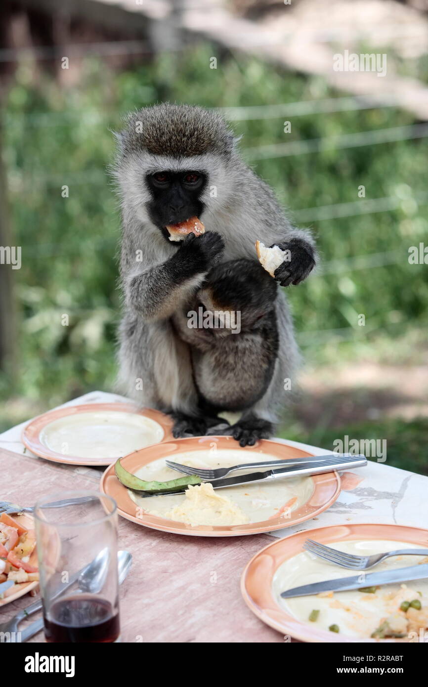 Monkey stealing food hi-res stock photography and images - Alamy