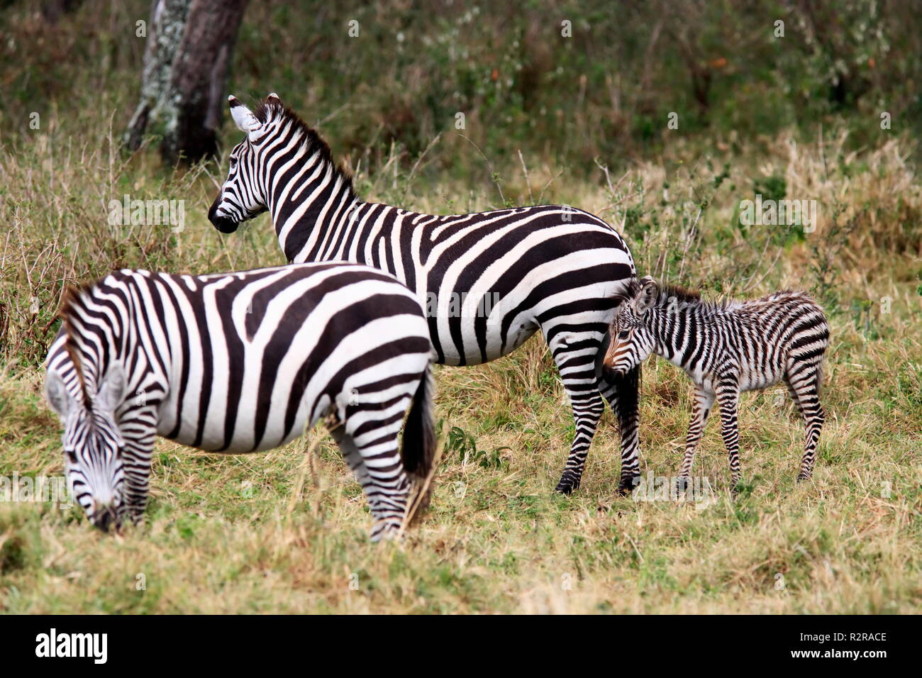 Zebra male and female hi-res stock photography and images - Alamy