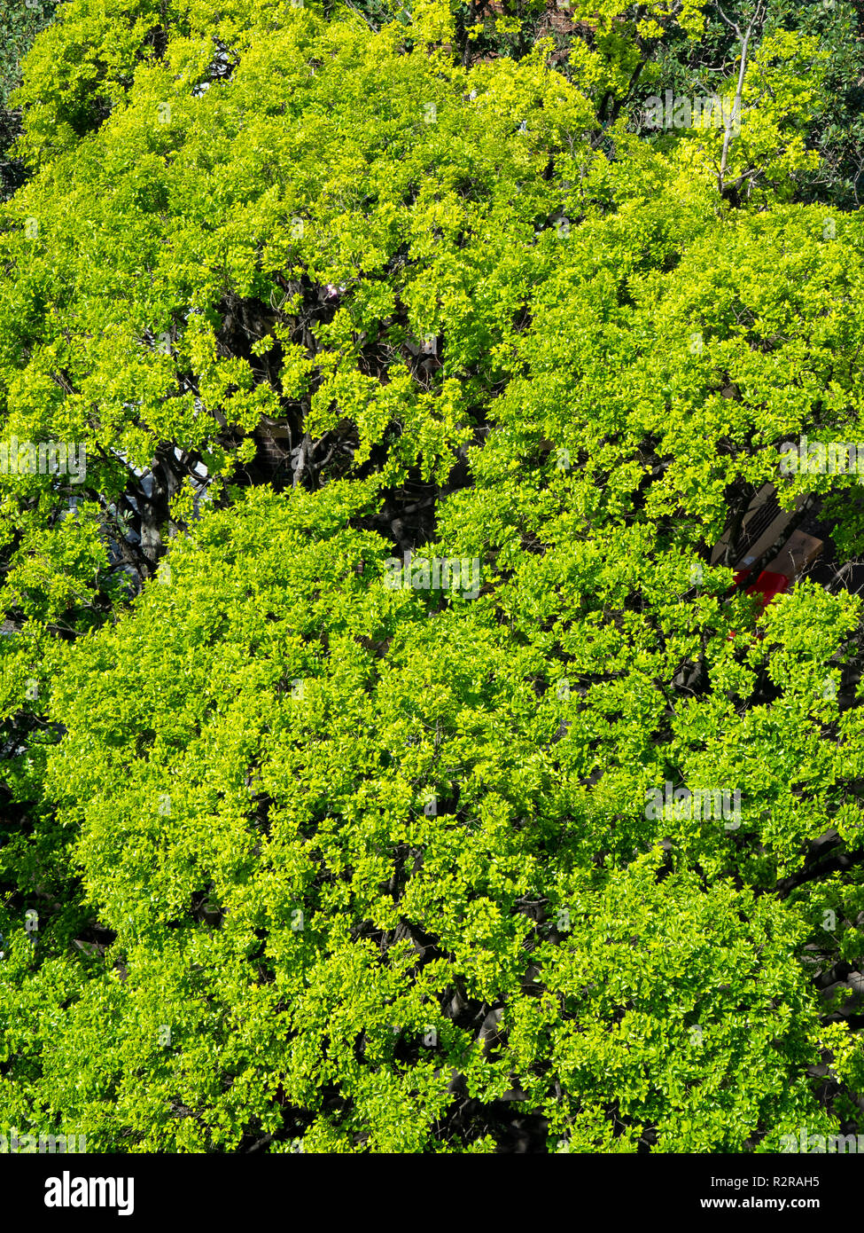 green canopy of a tree Stock Photo - Alamy