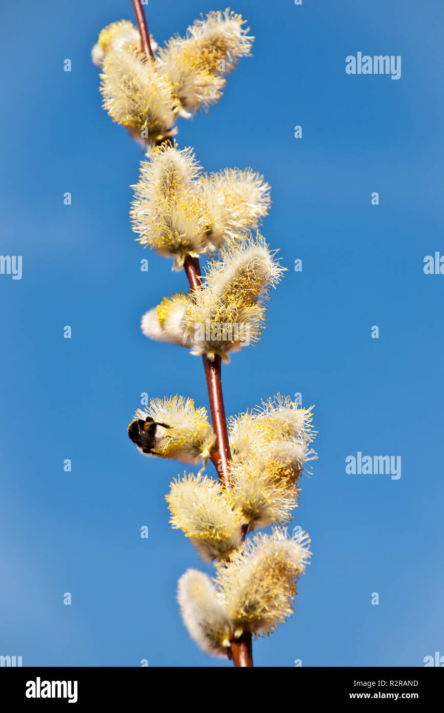 bumblebee on a kitten Stock Photo - Alamy