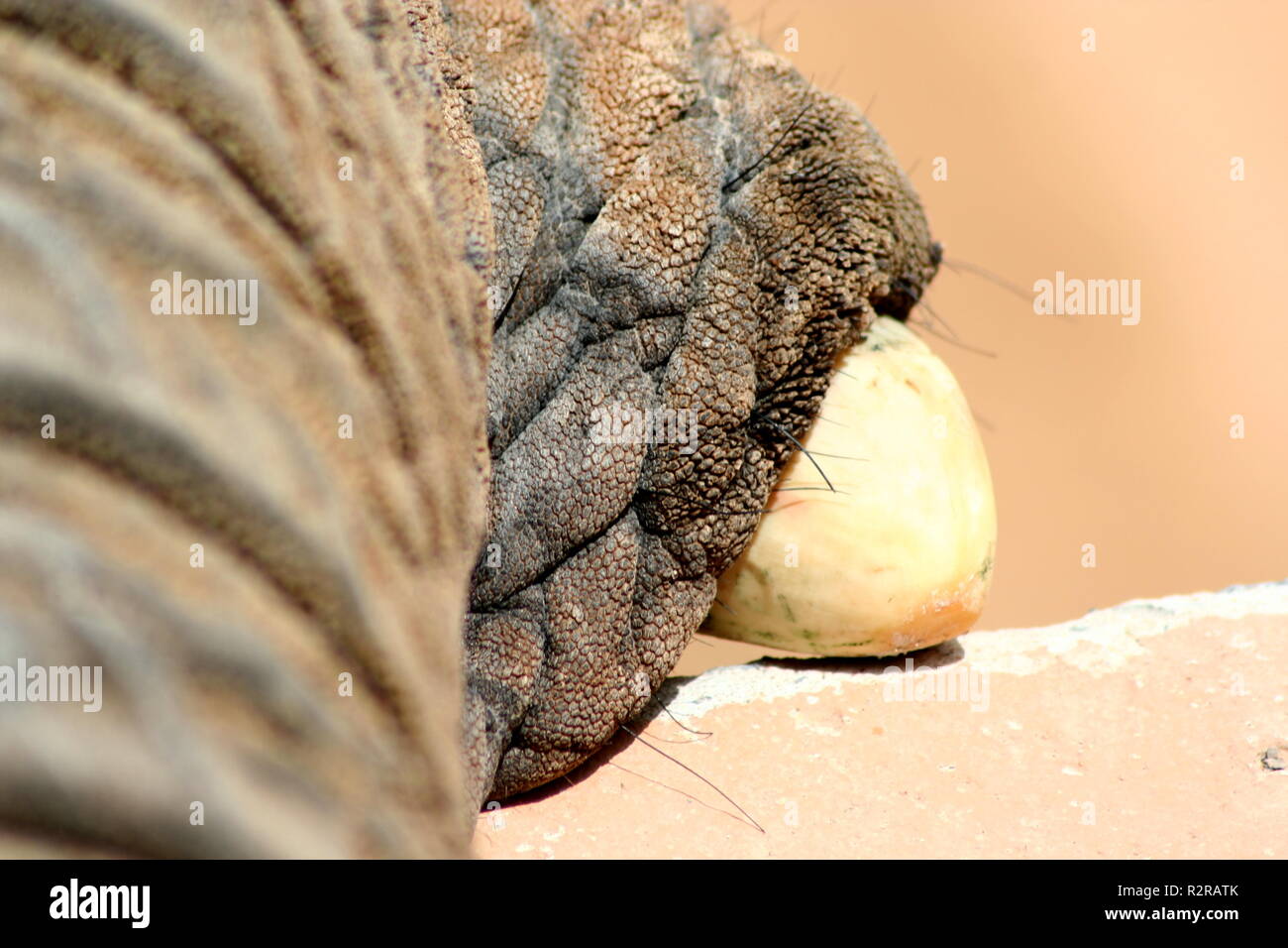 Ivory teeth hi-res stock photography and images - Alamy