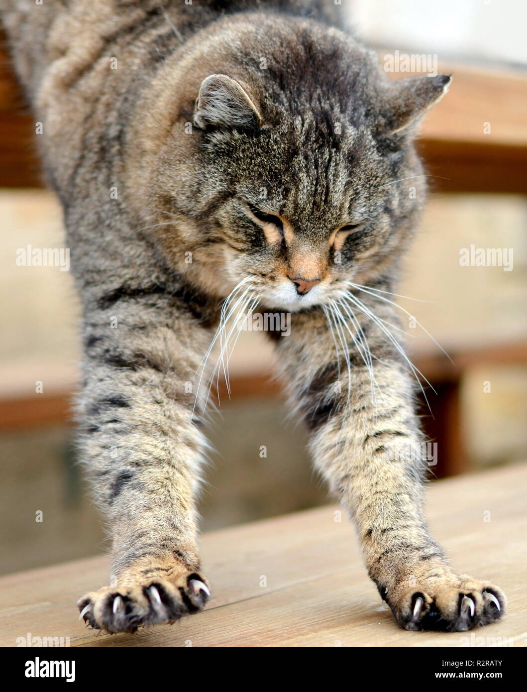 cat in the jump Stock Photo - Alamy
