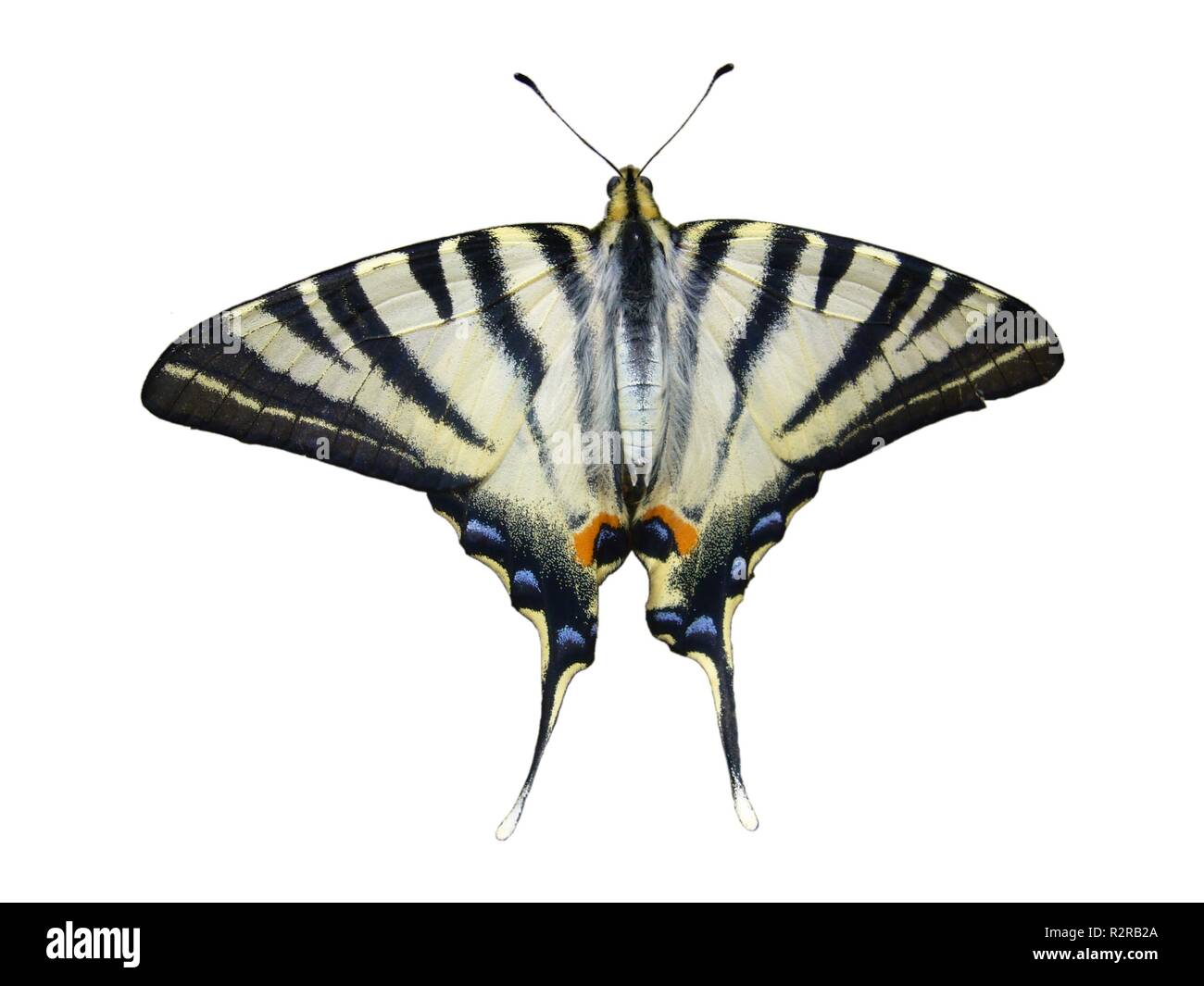 Butterfly eyes hi-res stock photography and images - Alamy