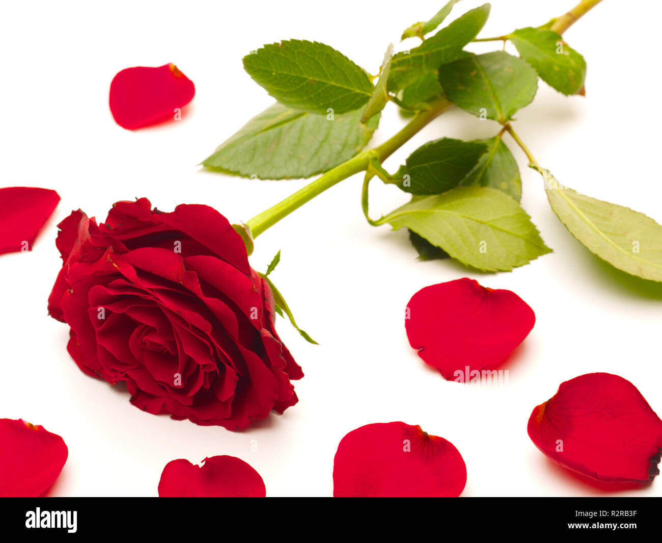 Red rose pettle hi-res stock photography and images - Alamy