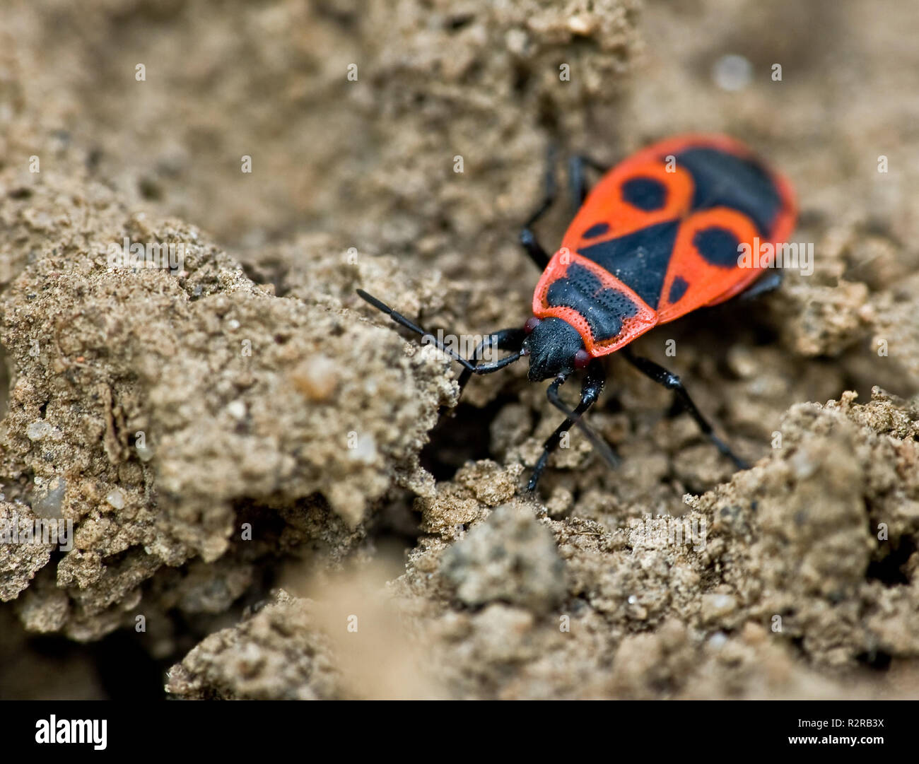 Ground bugs hi-res stock photography and images - Alamy