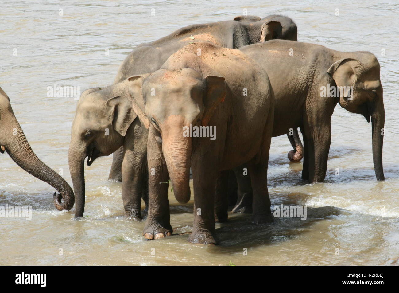 Savage Group High Resolution Stock Photography and Images - Alamy