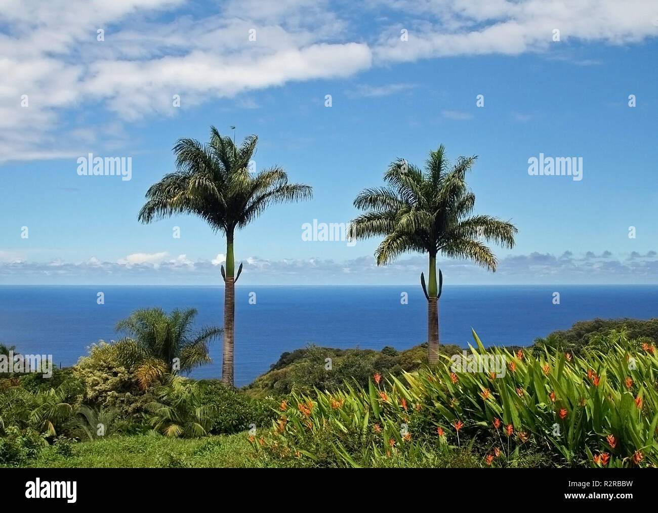 two palm trees Stock Photo - Alamy