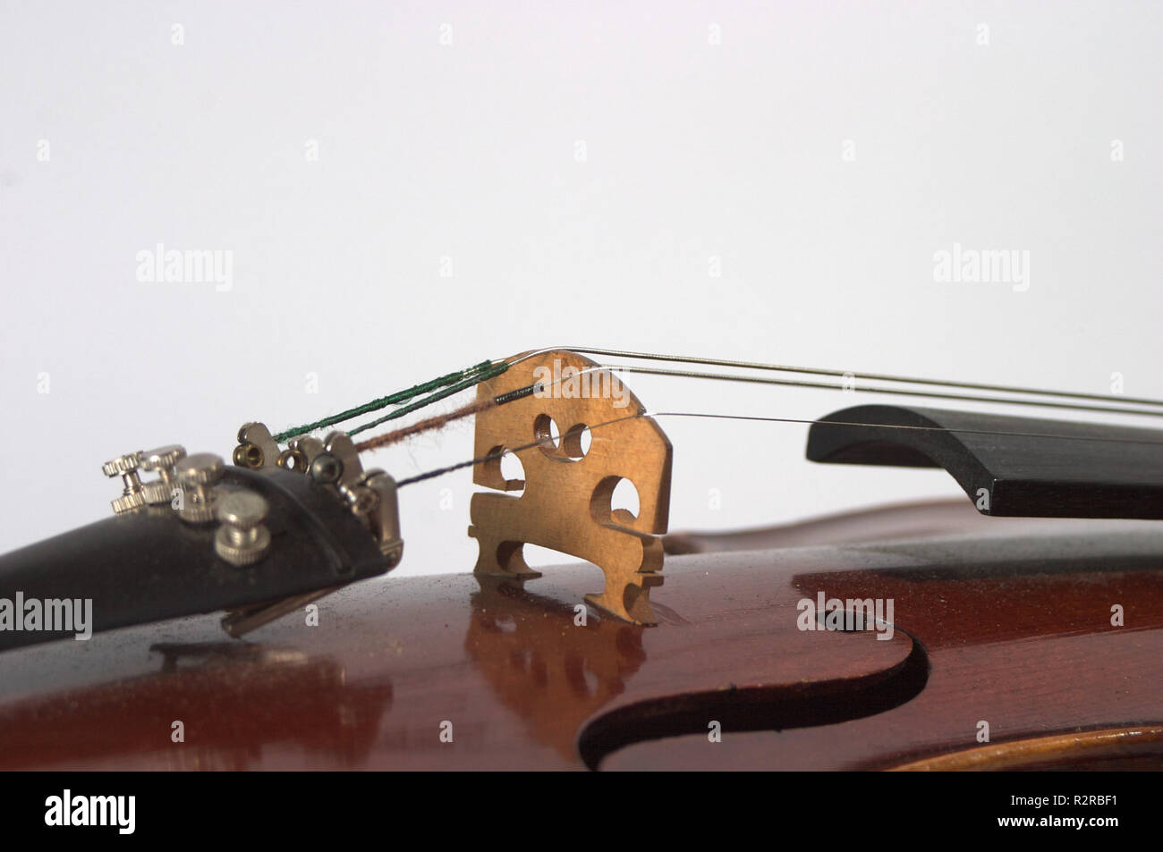 Violin snail hi-res stock photography and images - Alamy