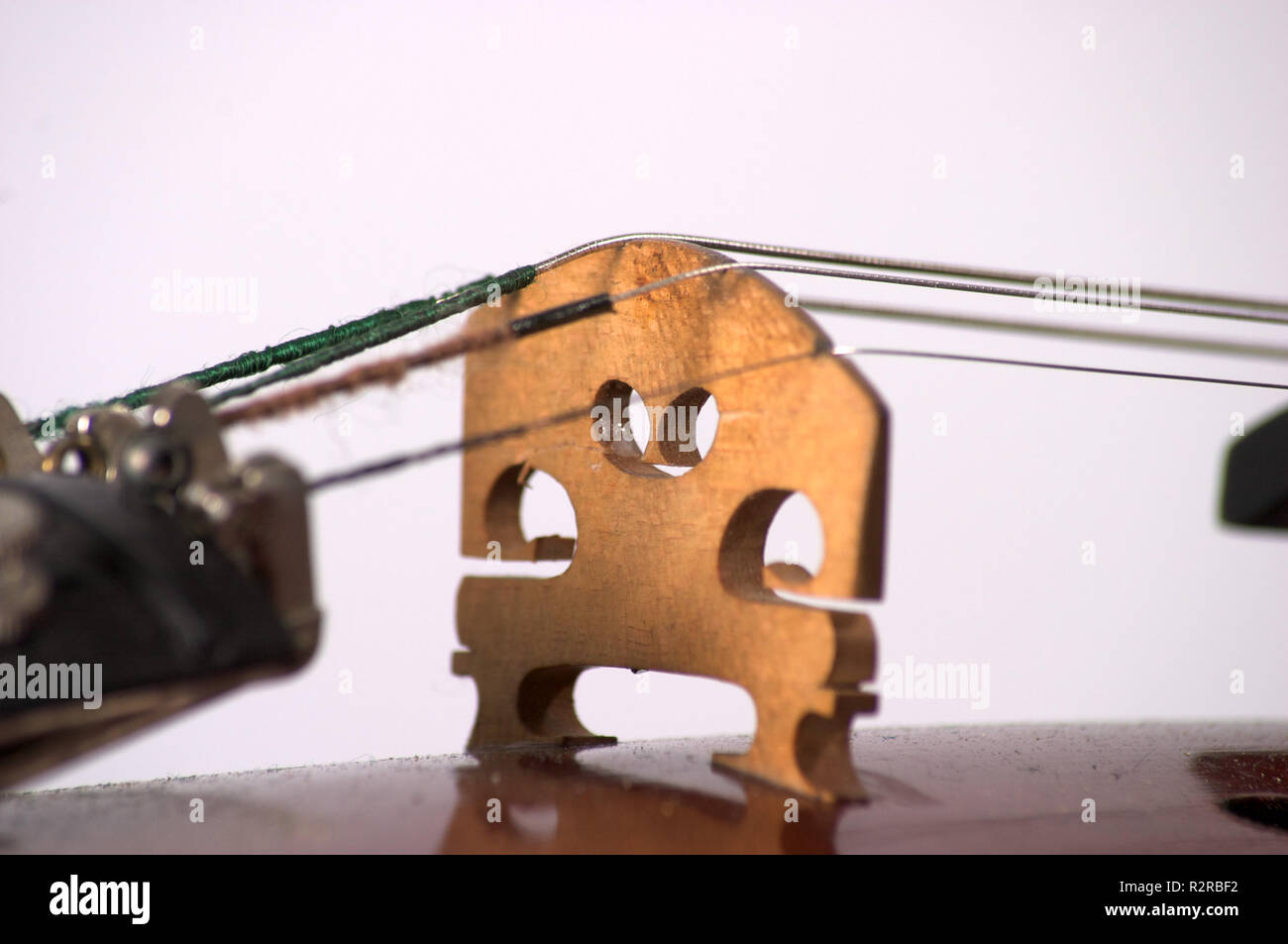Violin snail hi-res stock photography and images - Alamy