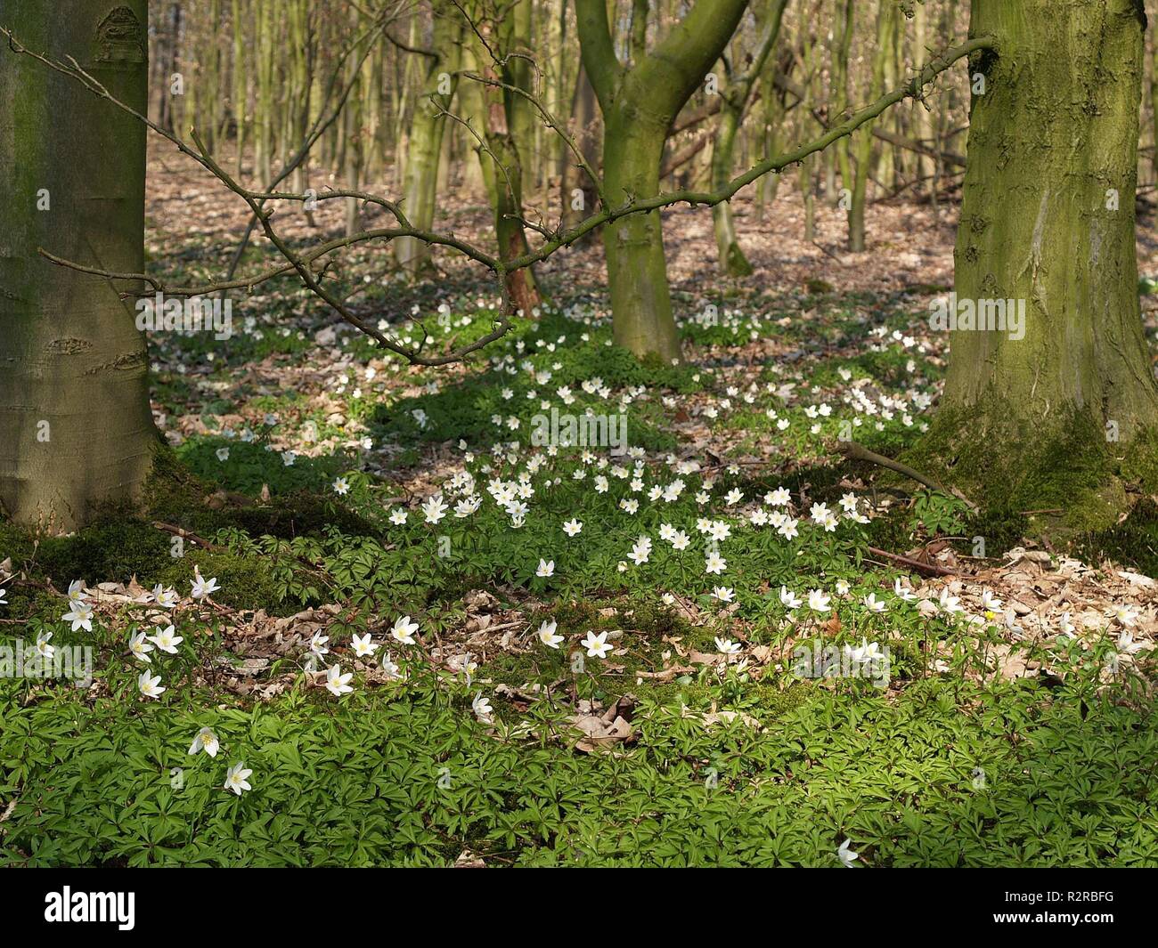 blooming forest floor Stock Photo - Alamy