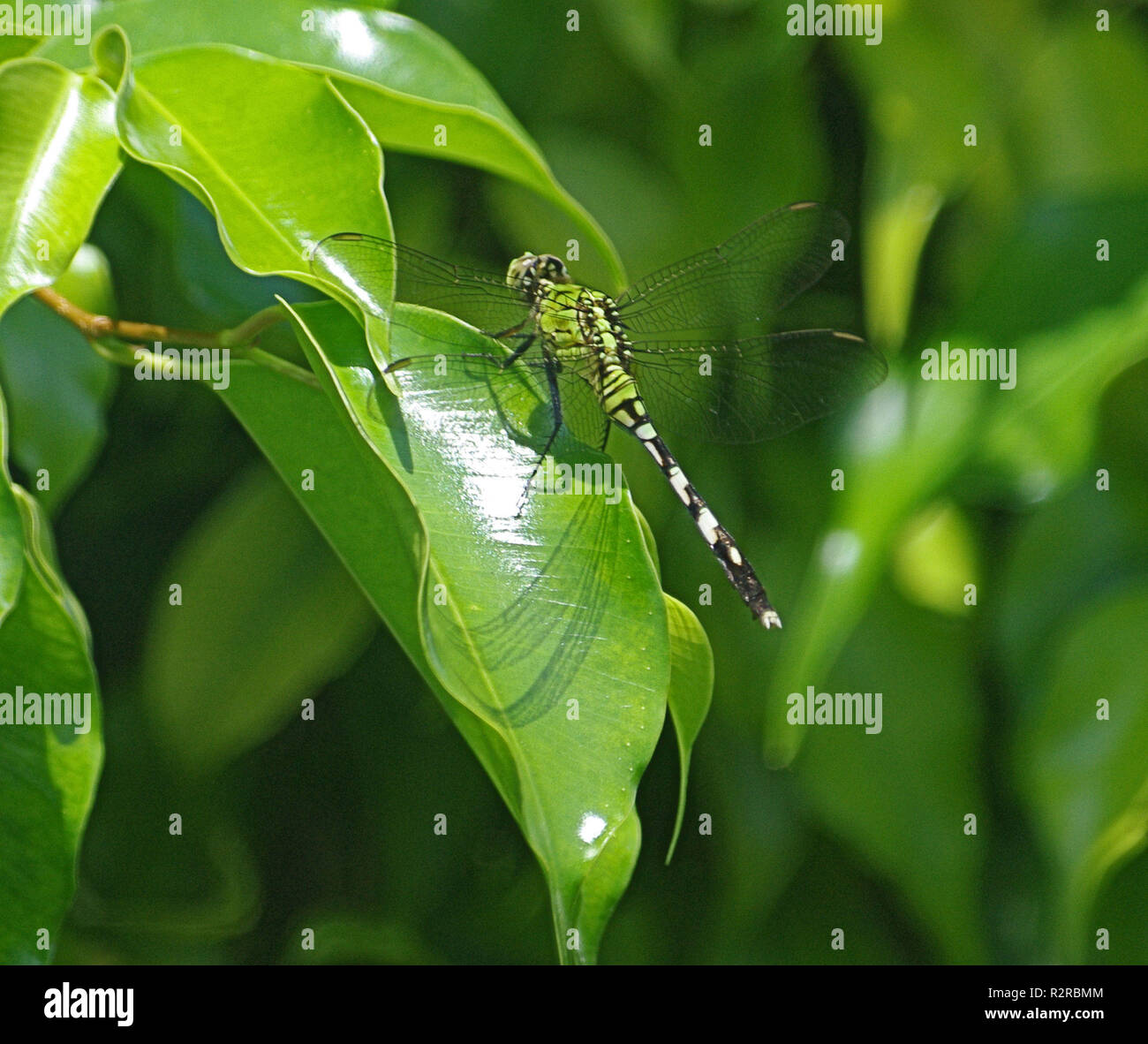 Dragonfly lime green hi-res stock photography and images - Alamy