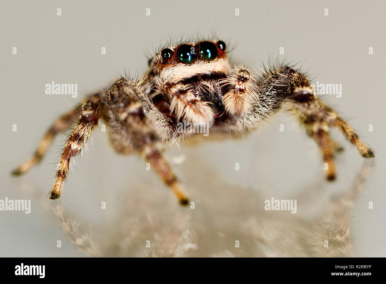 Jagdspinne hi-res stock photography and images - Alamy