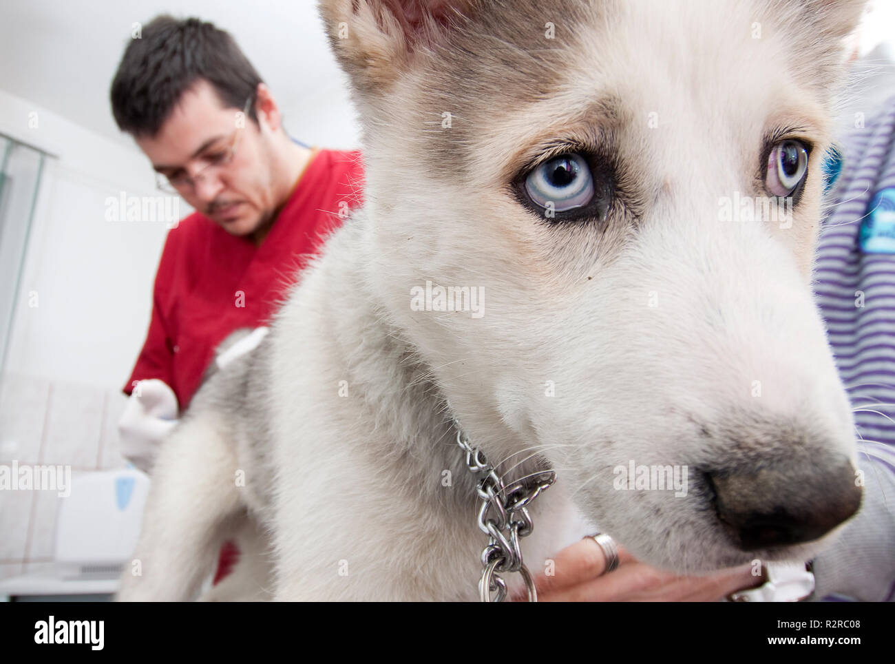 Alaskan lab hi-res stock photography and images - Alamy