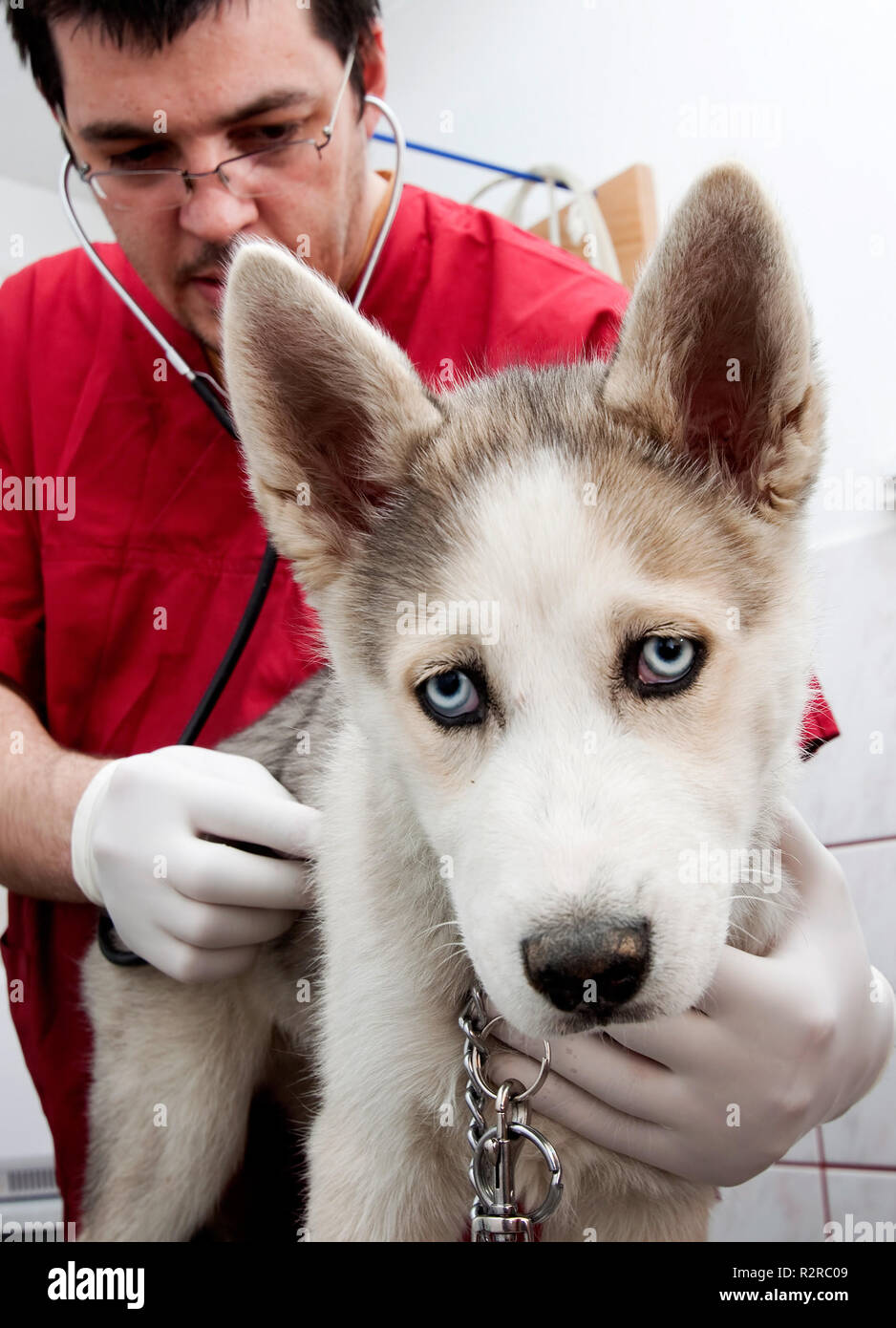 Alaskan lab hi-res stock photography and images - Alamy